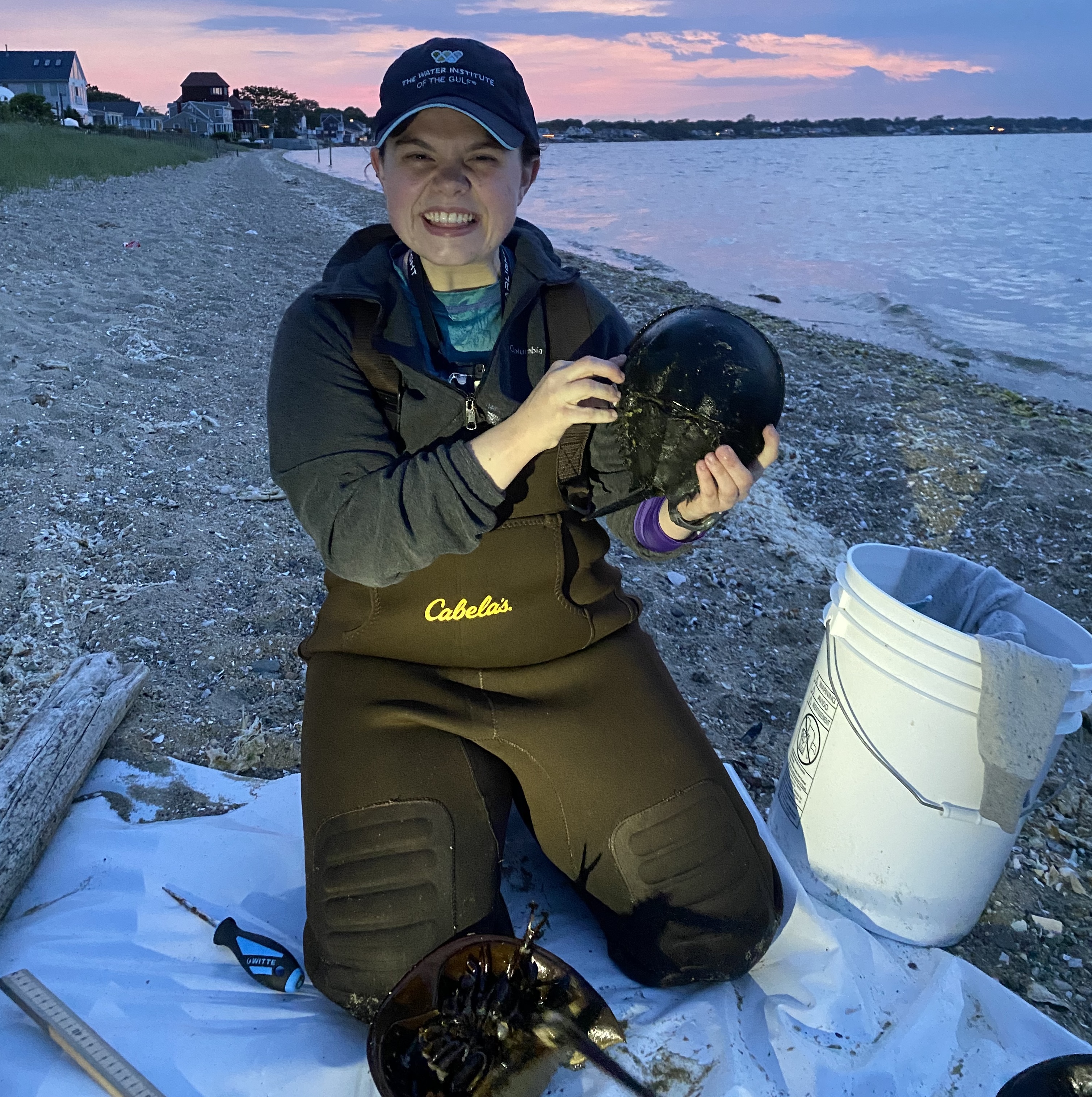 Assessing Atlantic Horseshoe Crab (Limulus polyphemus) Population ...